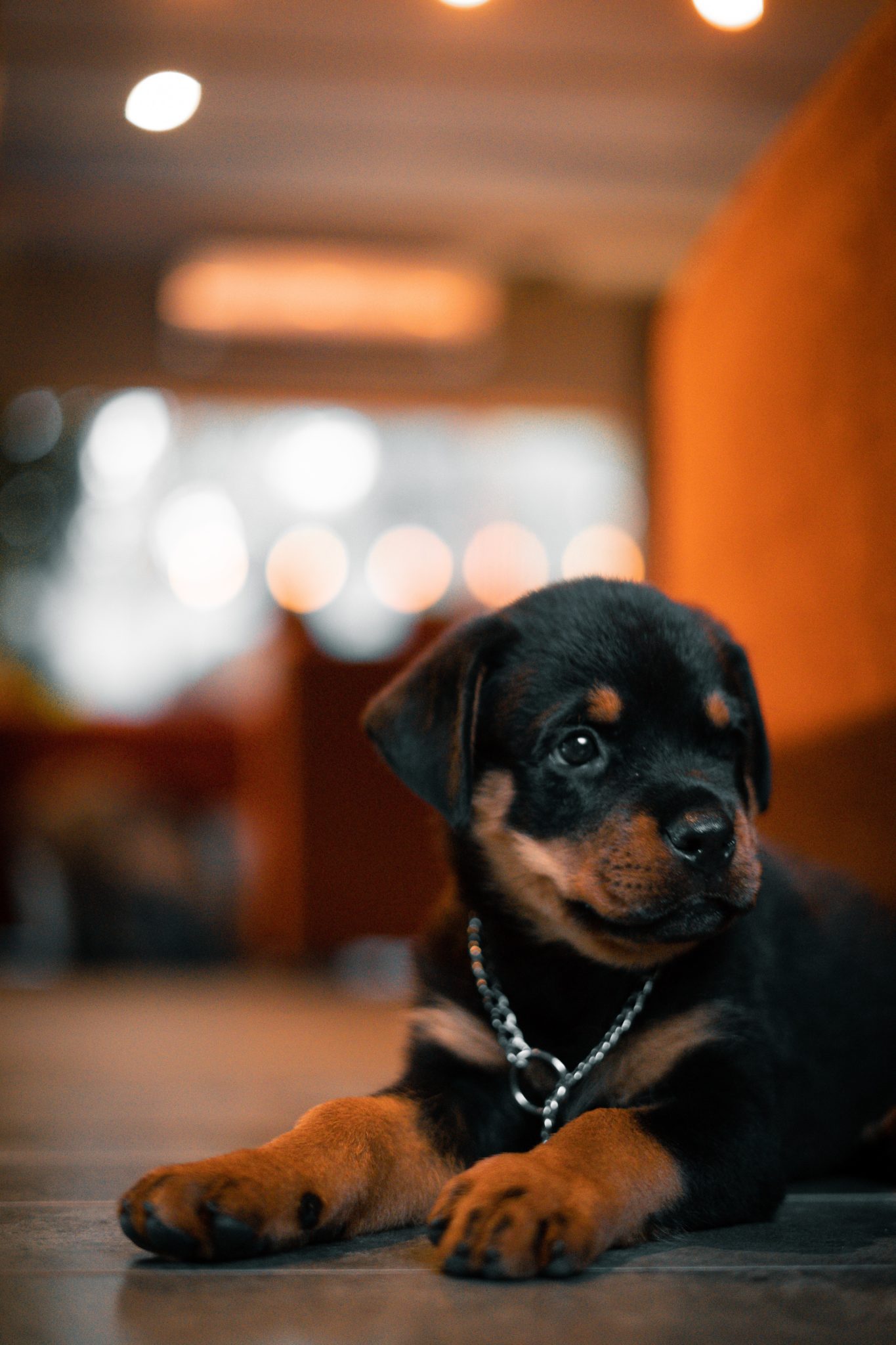 Rottweiler Size Guide: How Big Do Rottweilers Get? - Puppy Weight ...